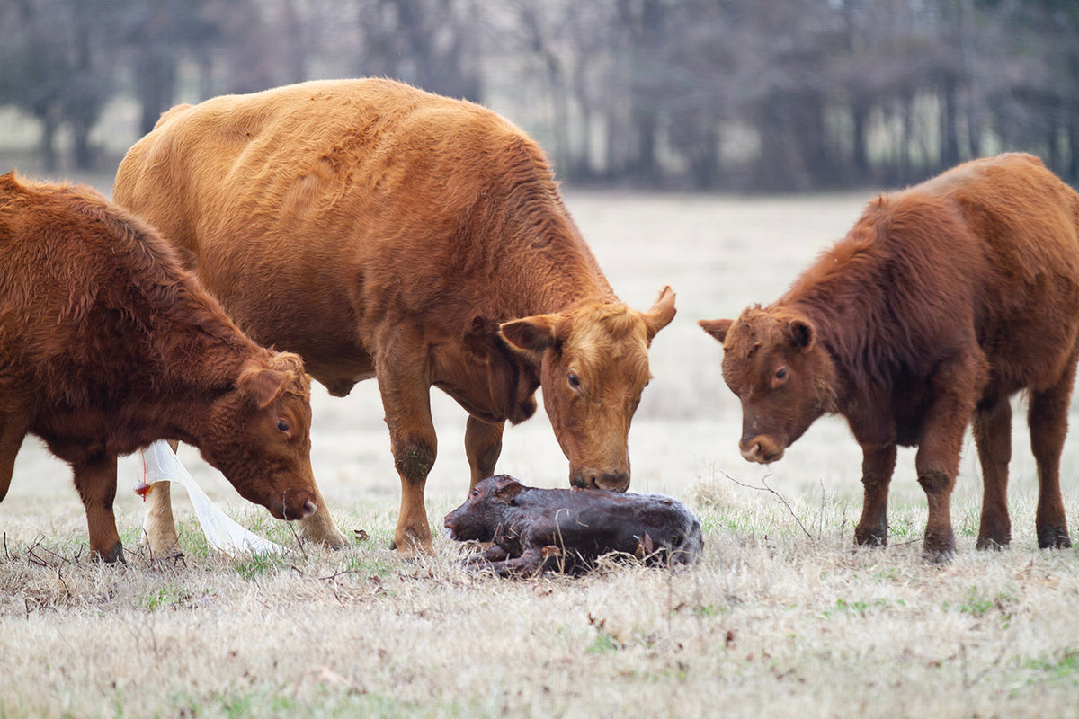 Avoiding Calving Season Fly Risks | Champion Animal Health