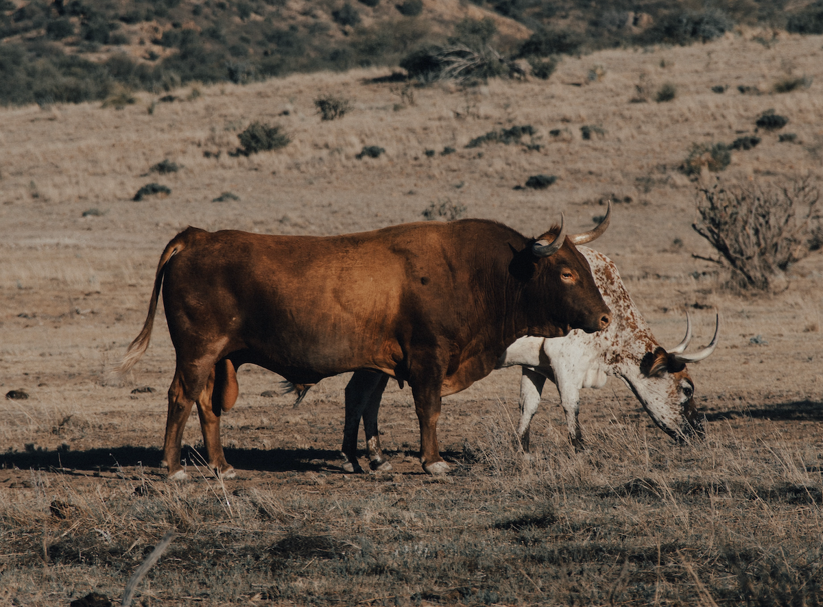 Keep Your Eyes Peeled for Common Fly-Borne Cattle Diseases – Champion ...